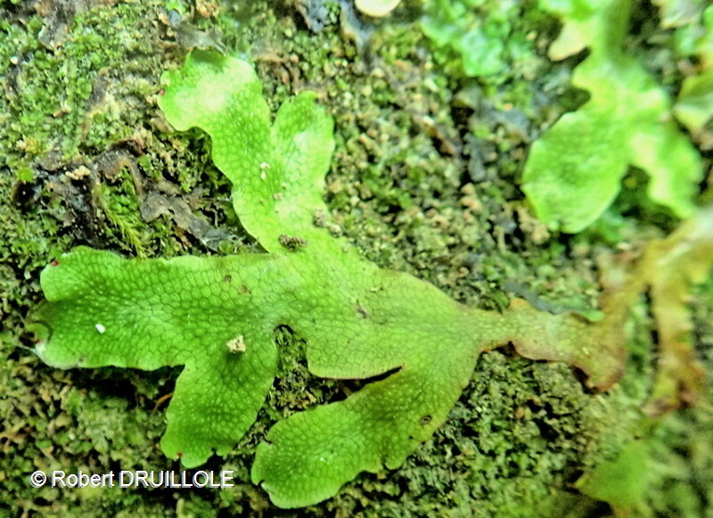 Hépatiques à thalle