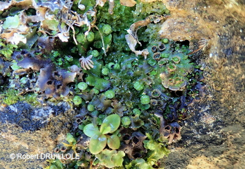 Hépatiques à thalle