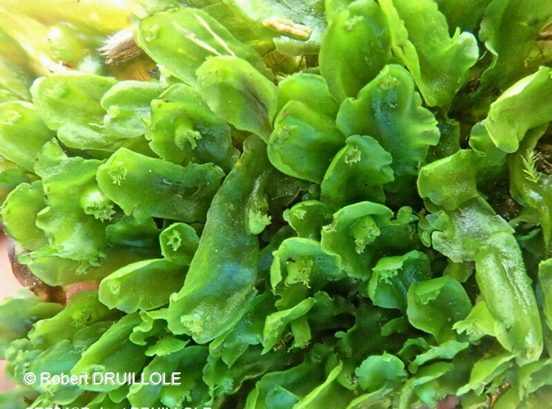 Hépatiques à thalle