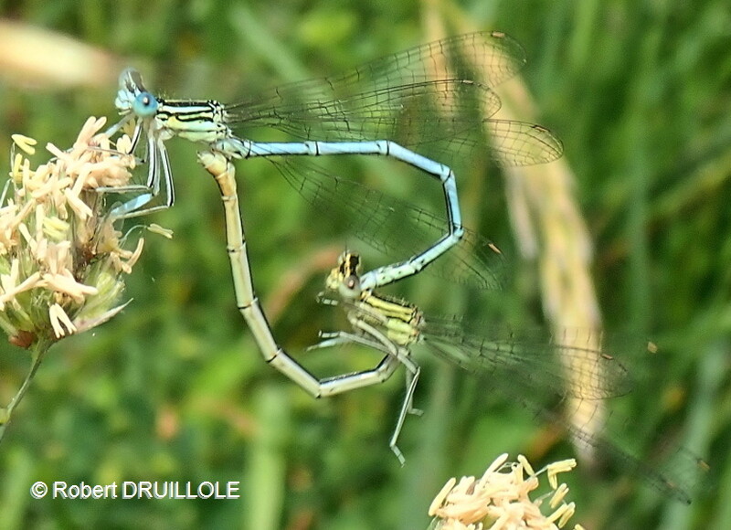 Libellules et demoiselles (Odonates)