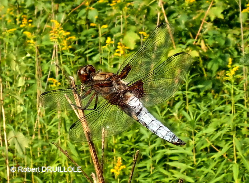 Libellules et demoiselles (Odonates)