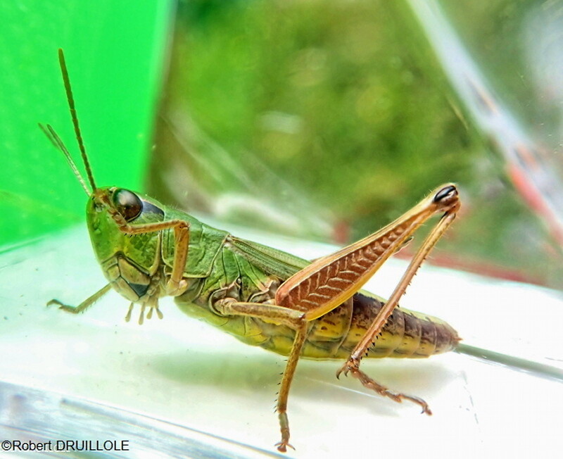 Sauterelles, criquets et grillons (Orthoptères)
