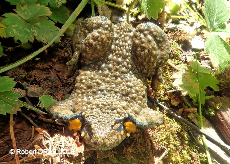 Batraciens, reptiles et mollusques