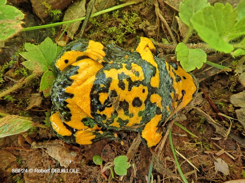 Batraciens, reptiles et mollusques