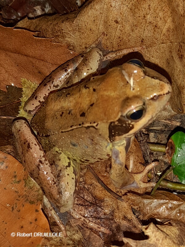 Batraciens, reptiles et mollusques