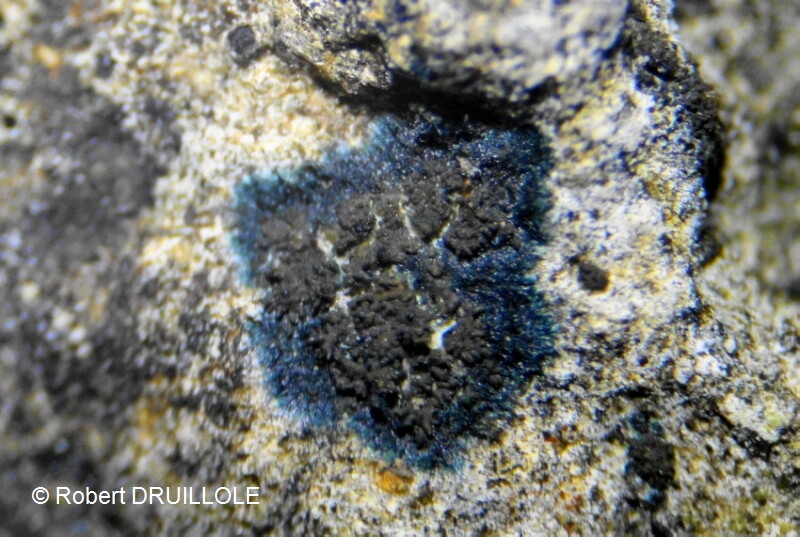 Lichens crustacés