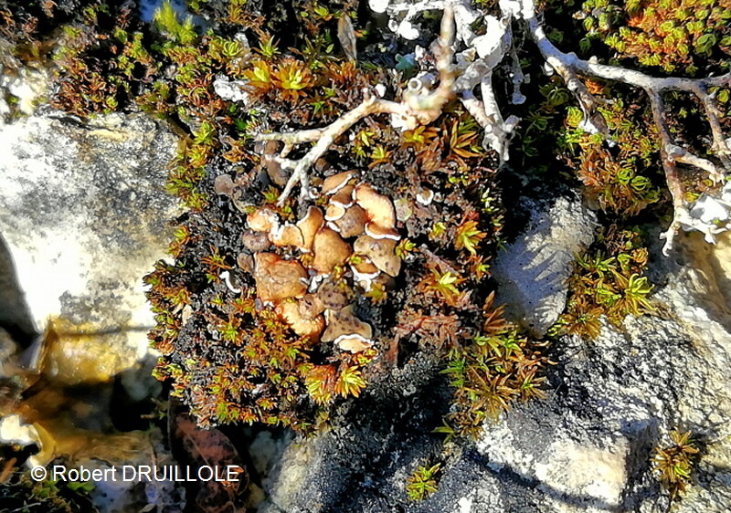Lichens squamuleux